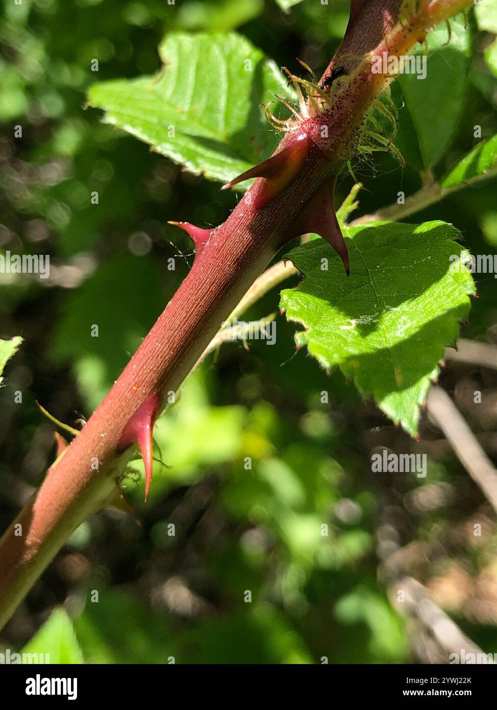 multiflora rose (Rosa multiflora Stock Photo - Alamy
