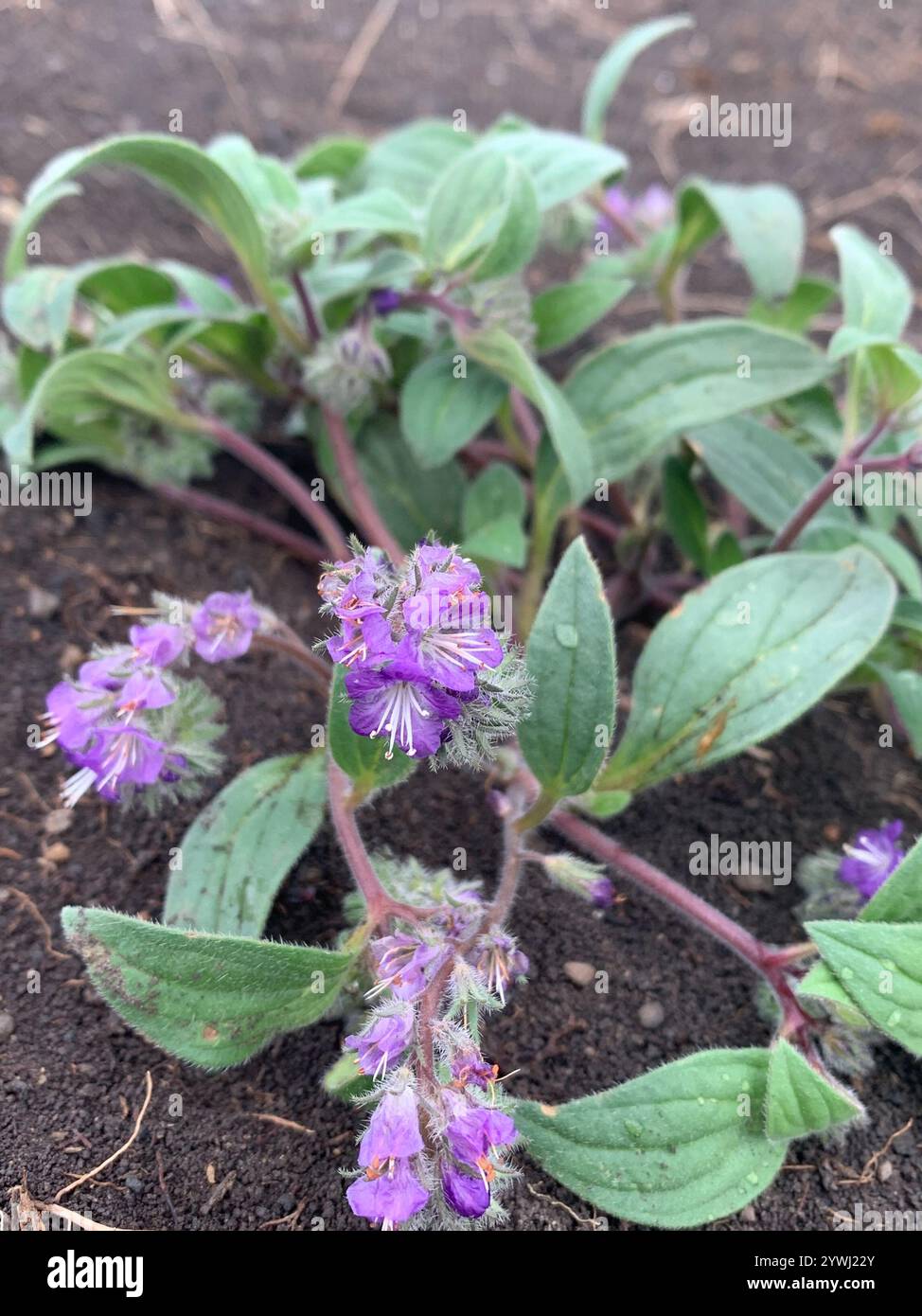Low Phacelia (Phacelia humilis Stock Photo - Alamy
