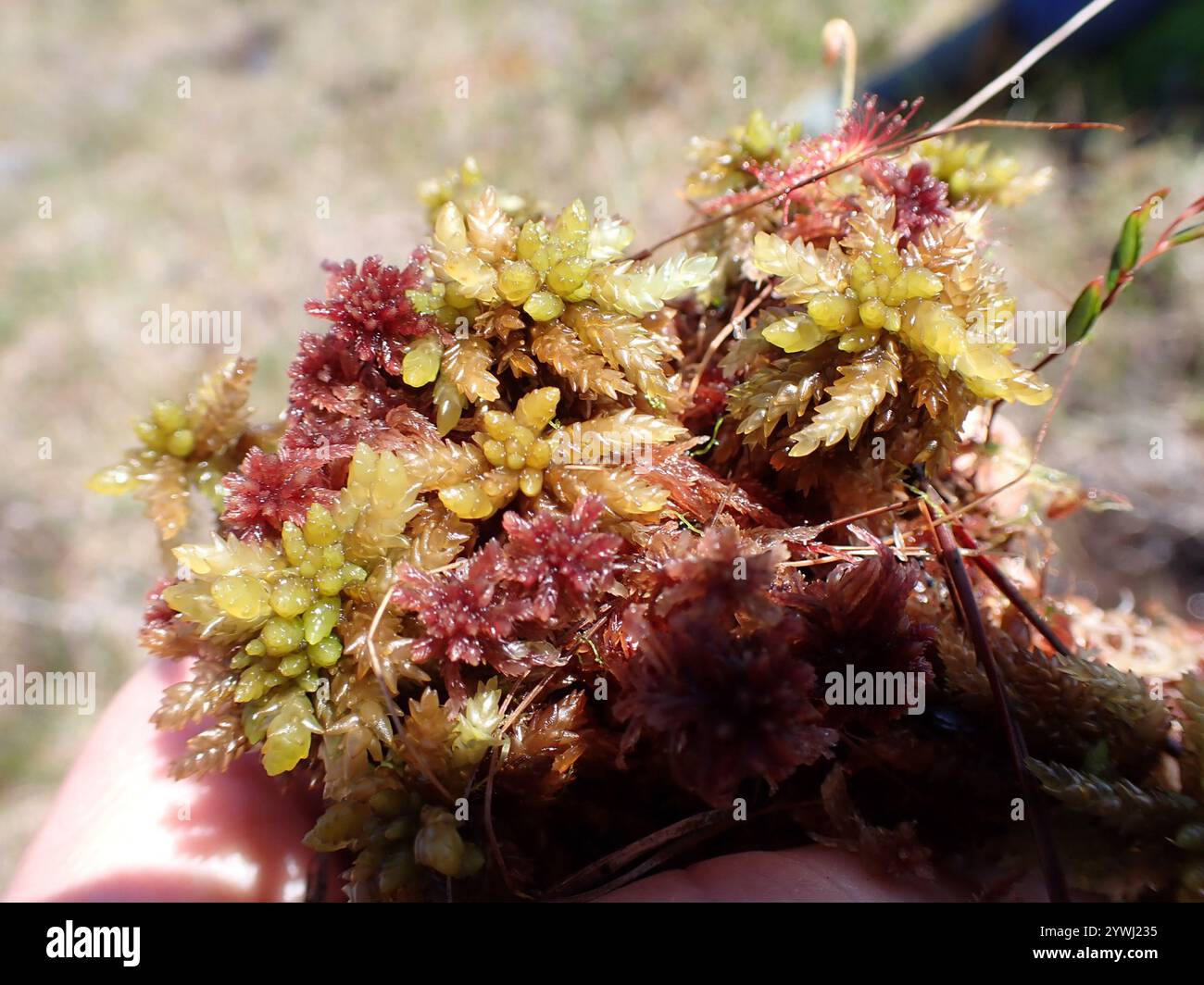 Papillose peatmoss hi-res stock photography and images - Alamy