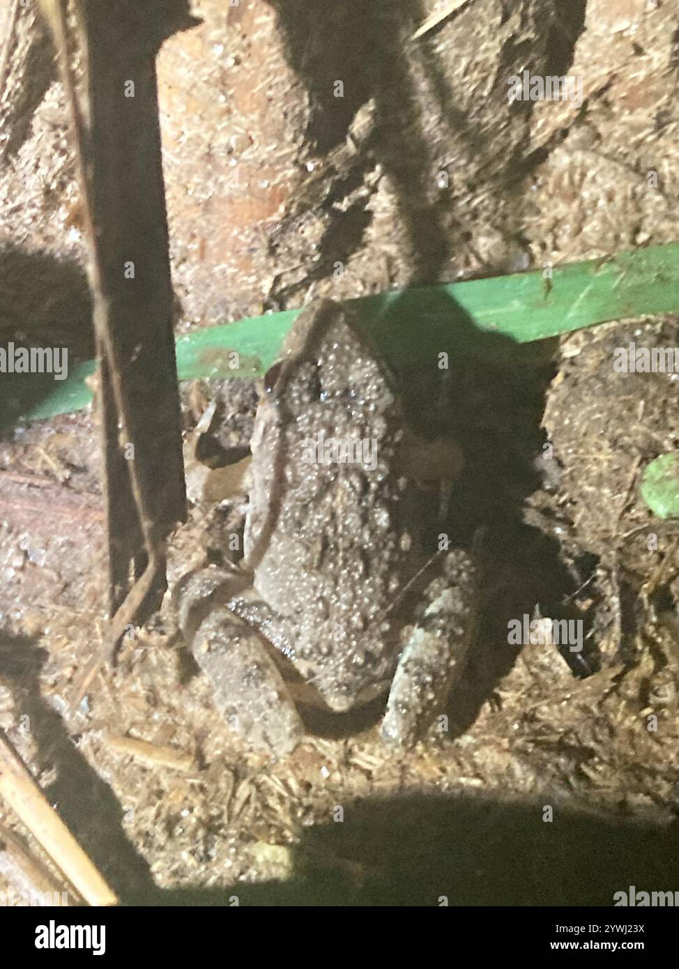 Nepal Wart Frog (Minervarya nepalensis Stock Photo - Alamy