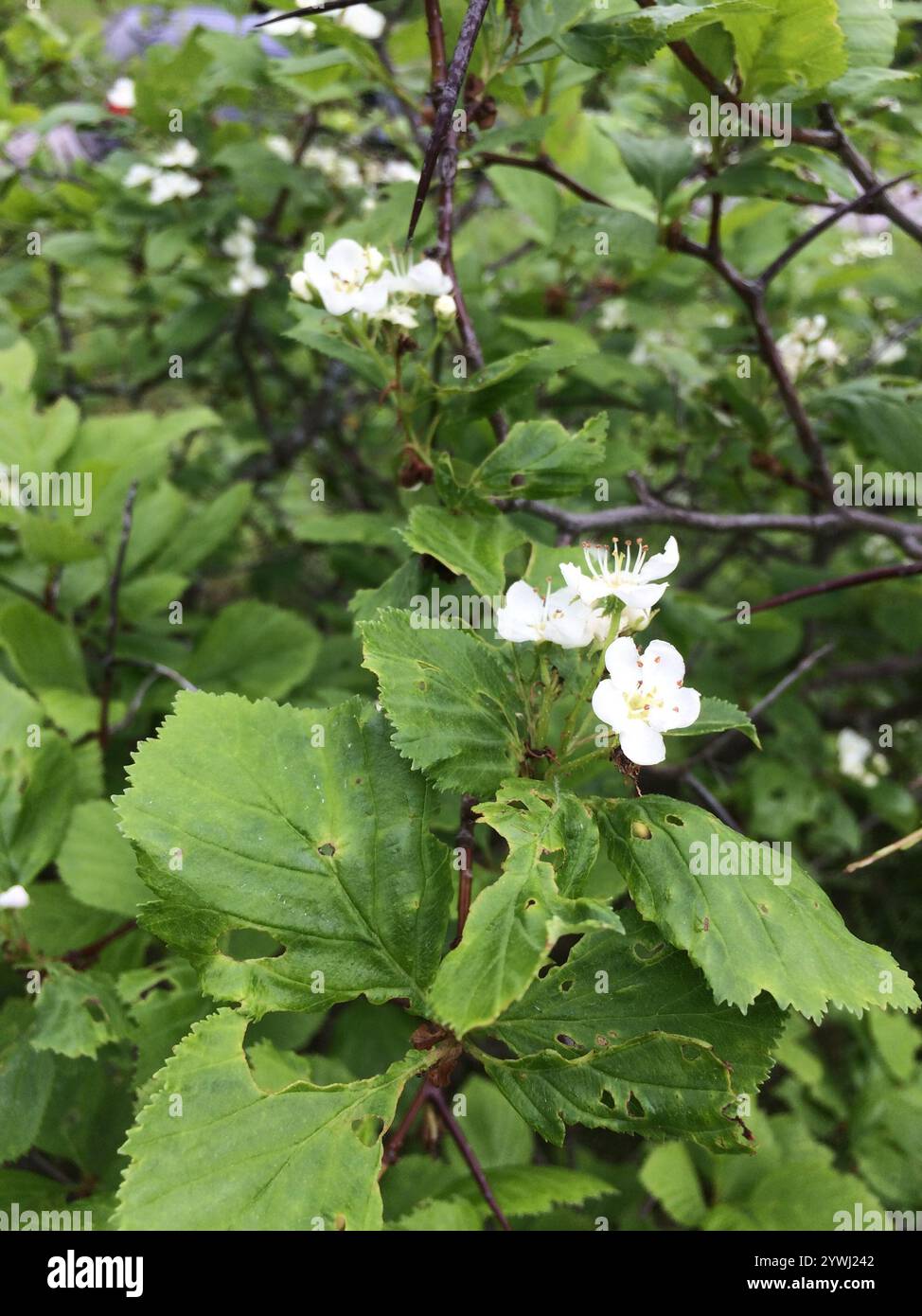 Large-thorn hawthorn (Crataegus macracantha Stock Photo - Alamy