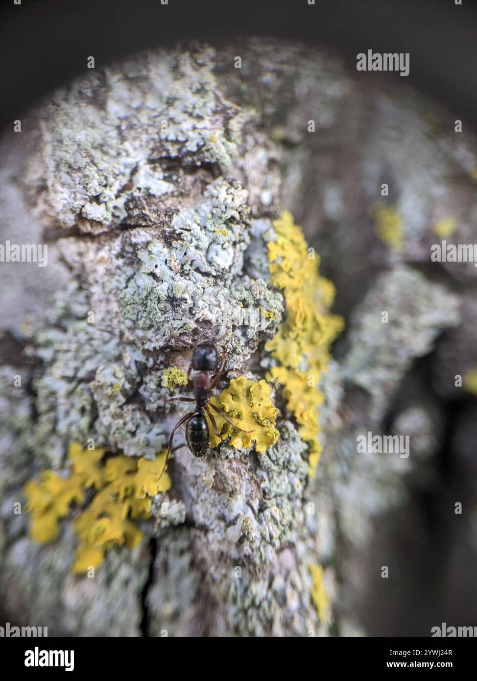 Nearctic Carpenter Ant (Camponotus nearcticus Stock Photo - Alamy