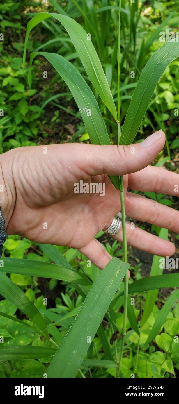 rice cutgrass (Leersia oryzoides Stock Photo - Alamy