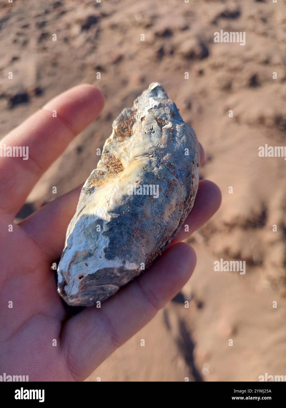 Eastern Oyster (Crassostrea virginica Stock Photo - Alamy