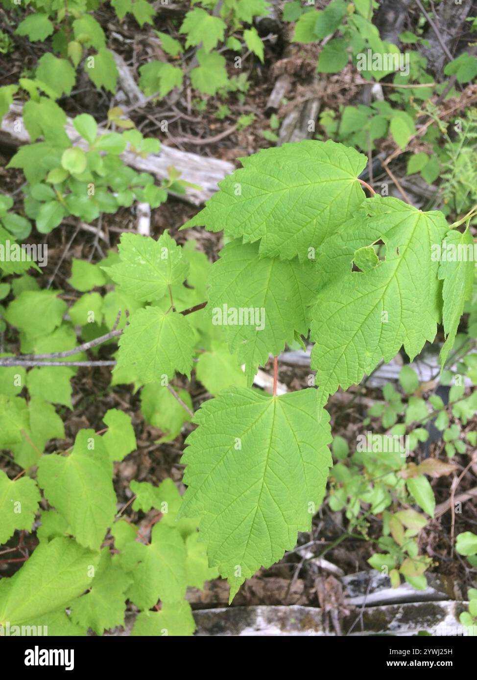 Mountain Maple (Acer spicatum Stock Photo - Alamy