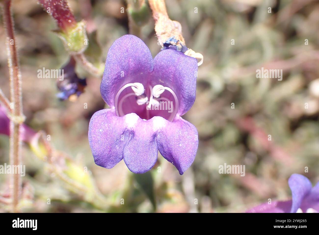 Mountain Blue Penstemon (Penstemon laetus laetus Stock Photo - Alamy