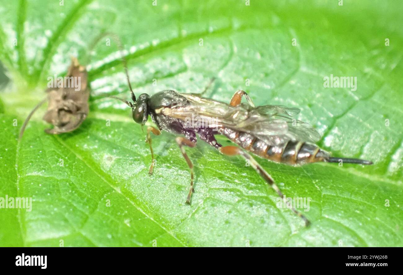 Itoplectis maculator hi-res stock photography and images - Alamy