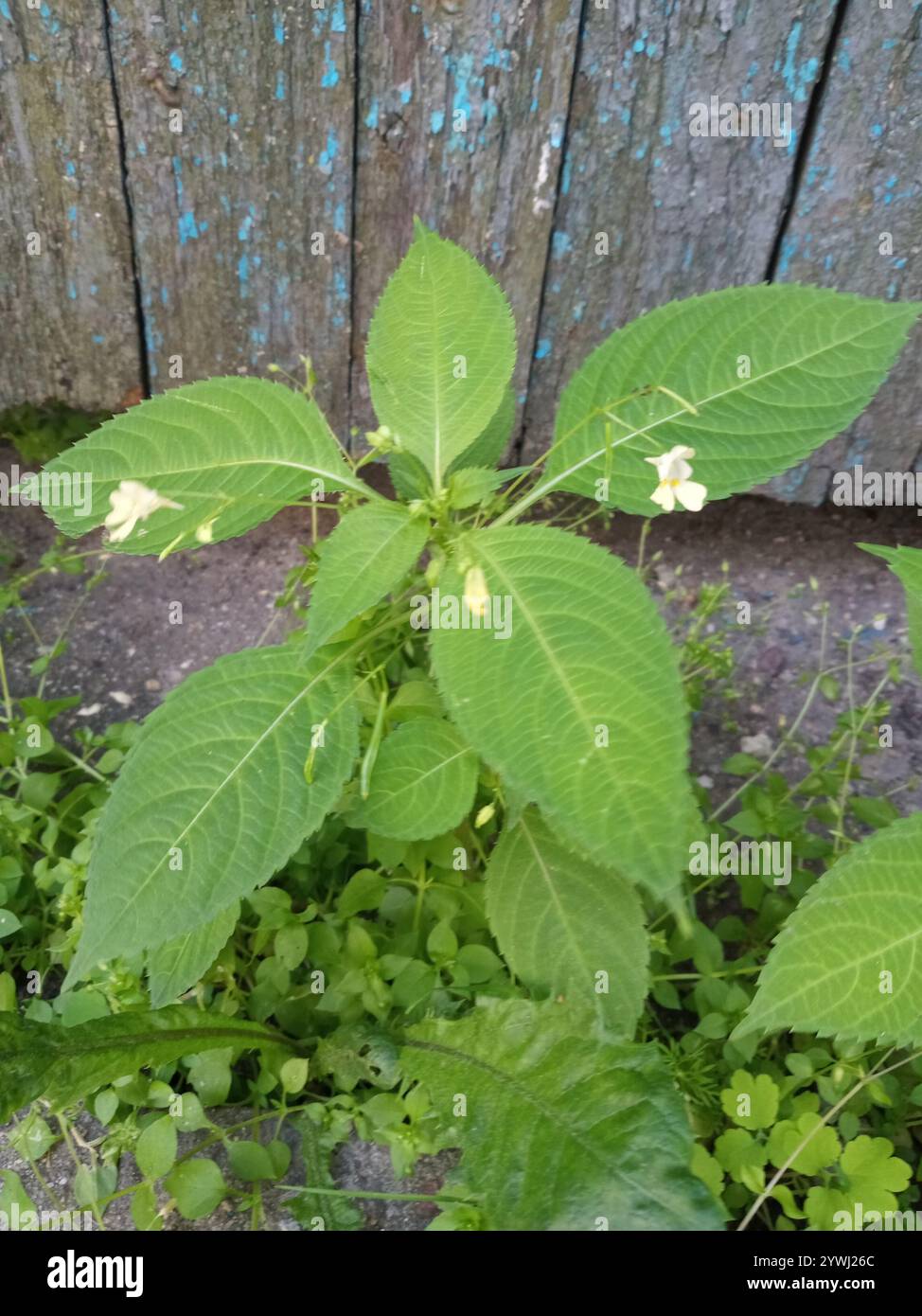 small balsam (Impatiens parviflora Stock Photo - Alamy