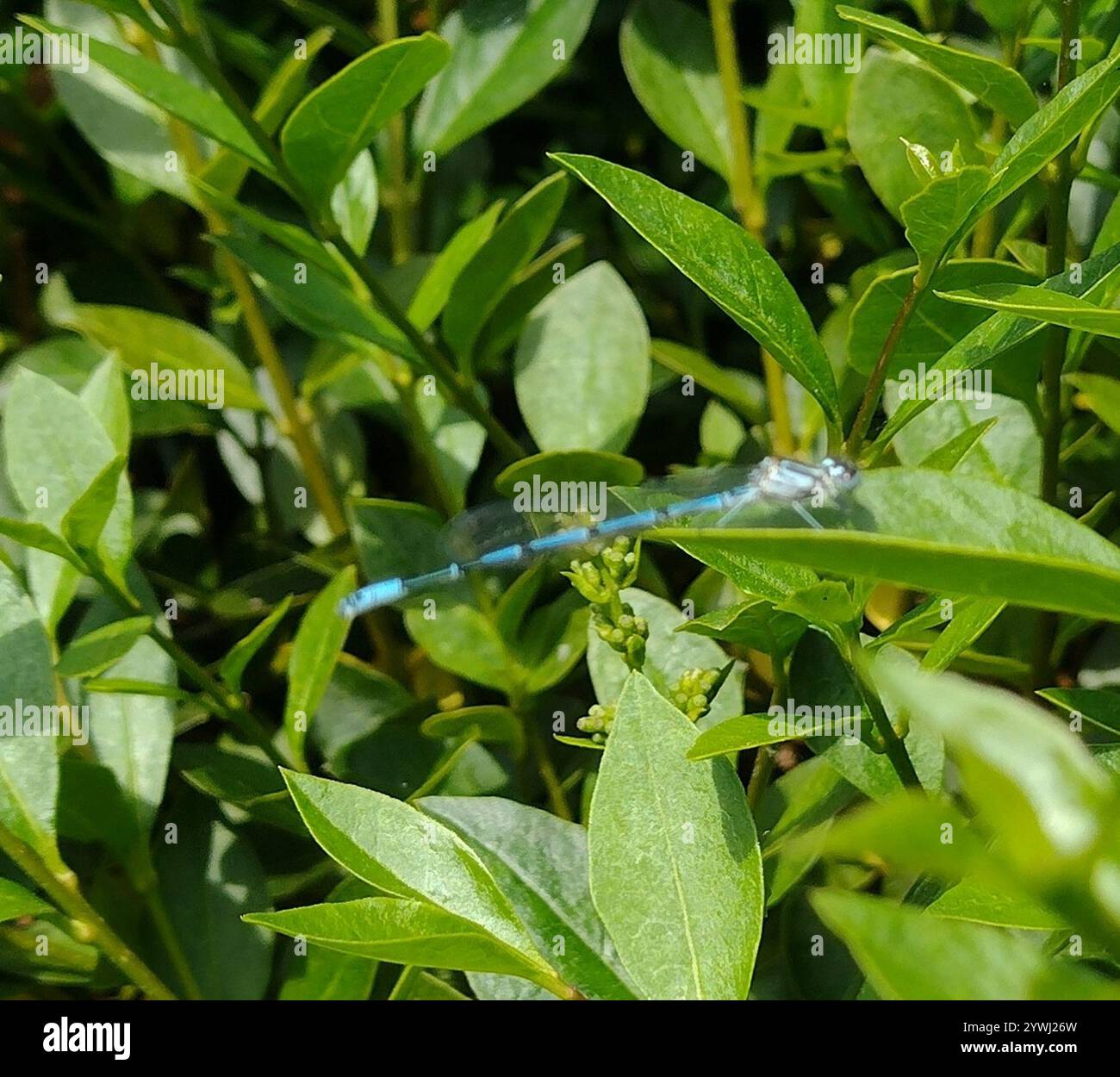 Azure Damselfly (Coenagrion puella Stock Photo - Alamy Azure Damselfly (Coenagrion puella Stock Photo - Alamy