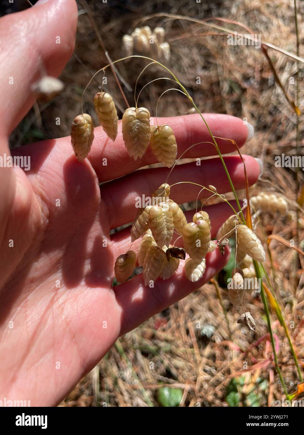 Greater Quaking Grass (Briza maxima Stock Photo - Alamy