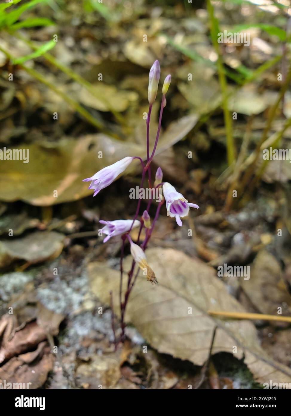 Nodding nixie (Apteria aphylla Stock Photo - Alamy