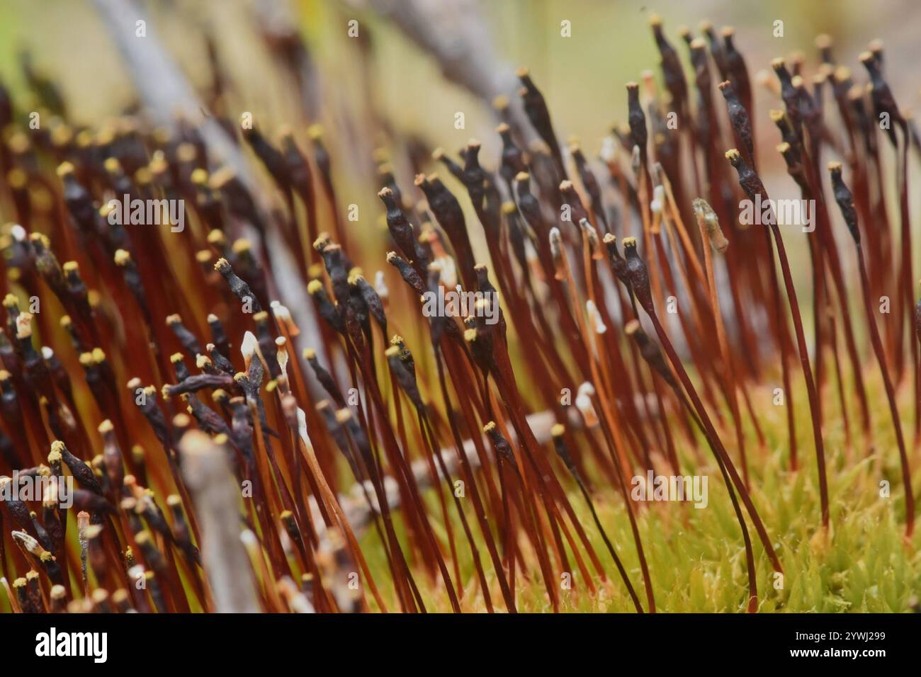 Slender Cruet-moss (Tetraplodon mnioides Stock Photo - Alamy