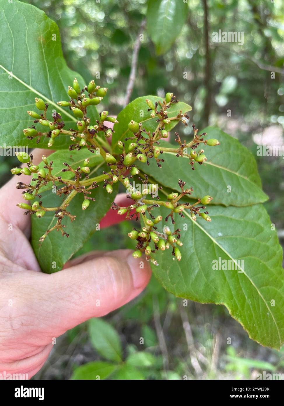 southern wild raisin (Viburnum nudum Stock Photo - Alamy