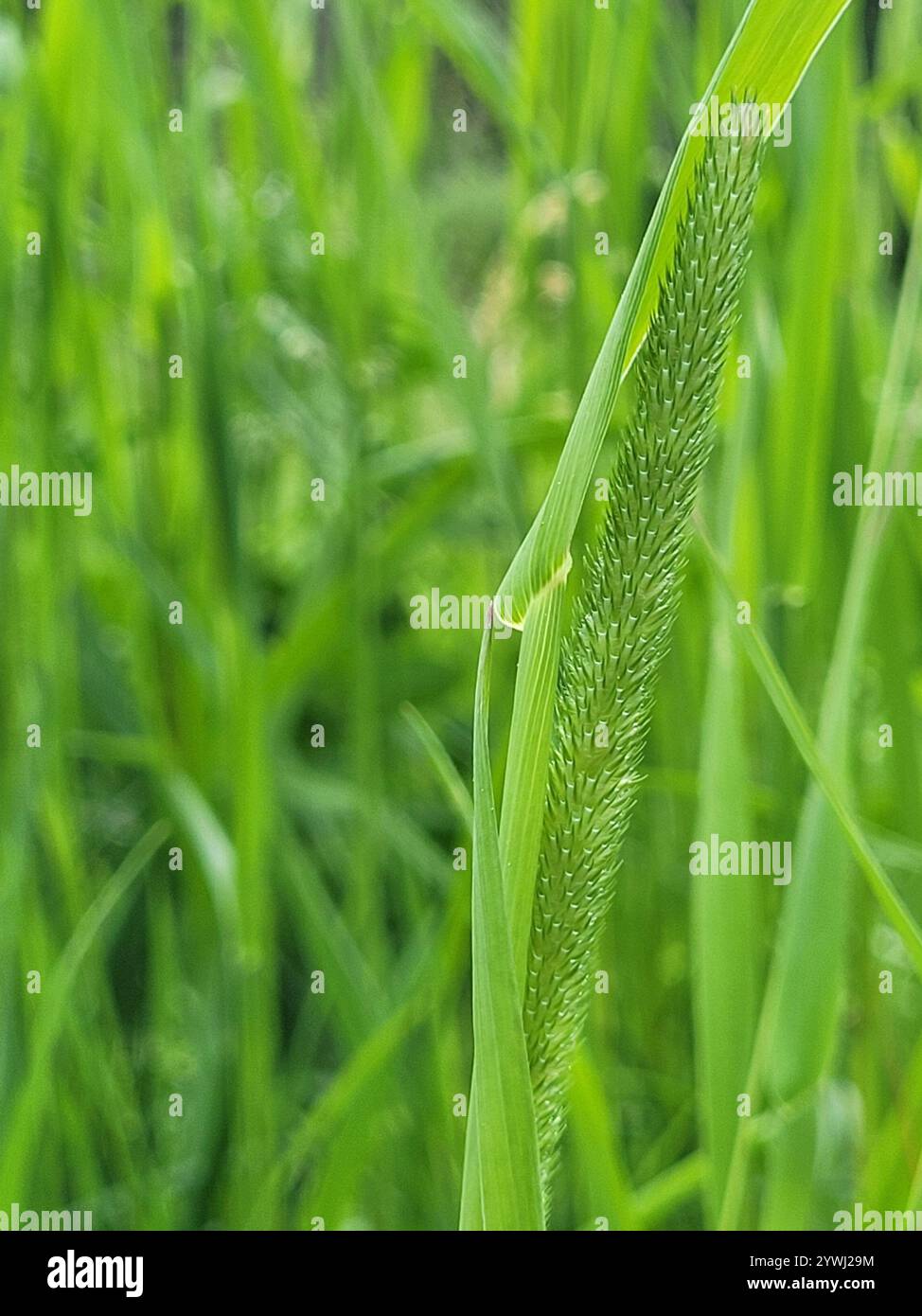 Timothy grass (Phleum pratense Stock Photo - Alamy