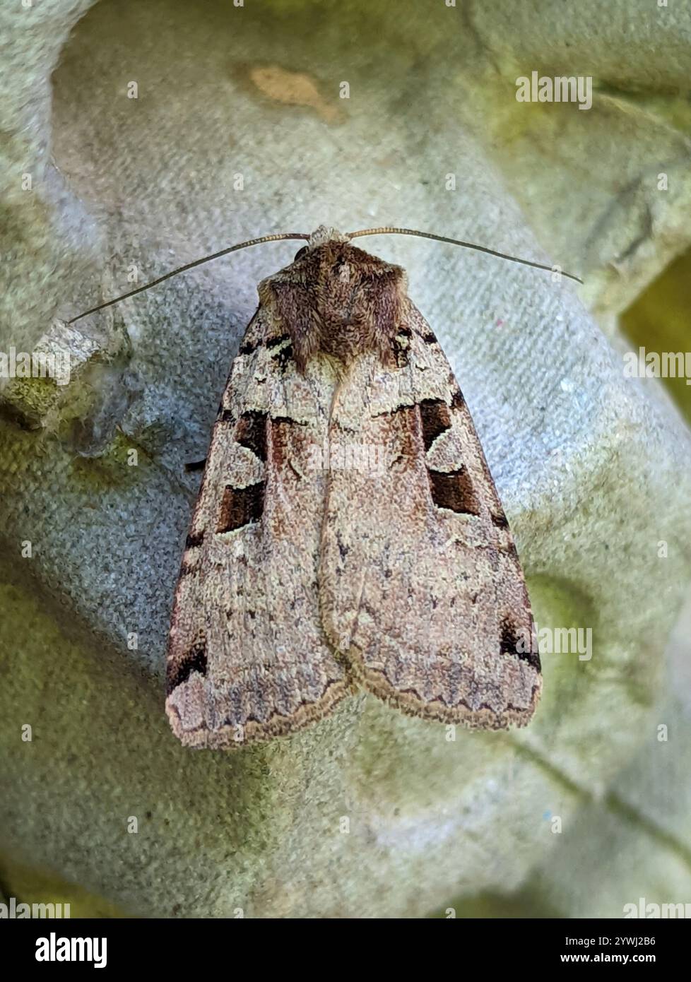 Double Square-spot (Xestia triangulum Stock Photo - Alamy