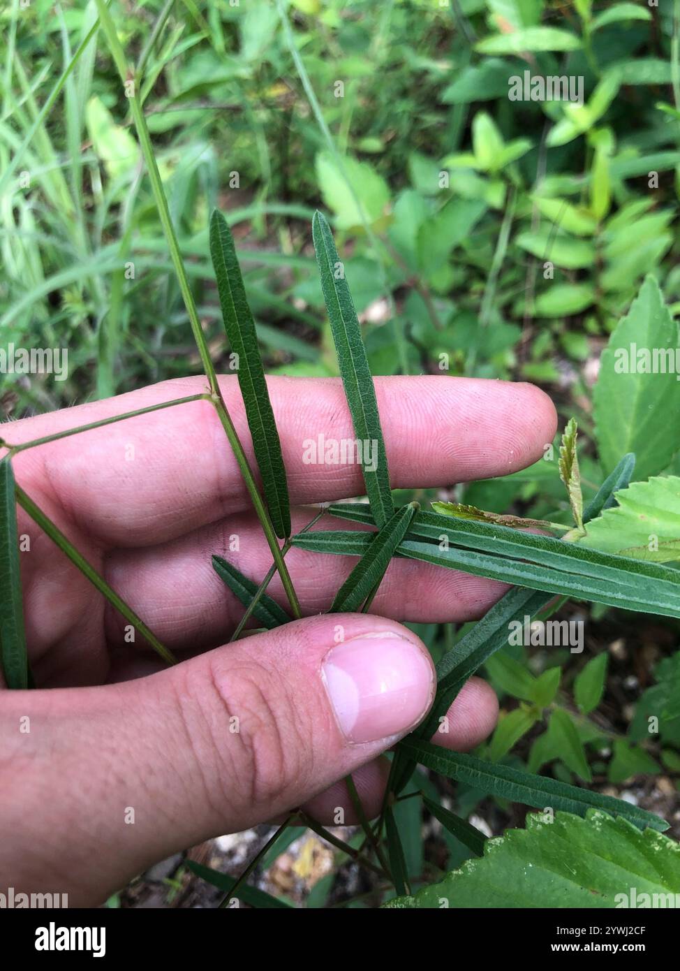 slimleaf ticktrefoil (Desmodium tenuifolium Stock Photo - Alamy