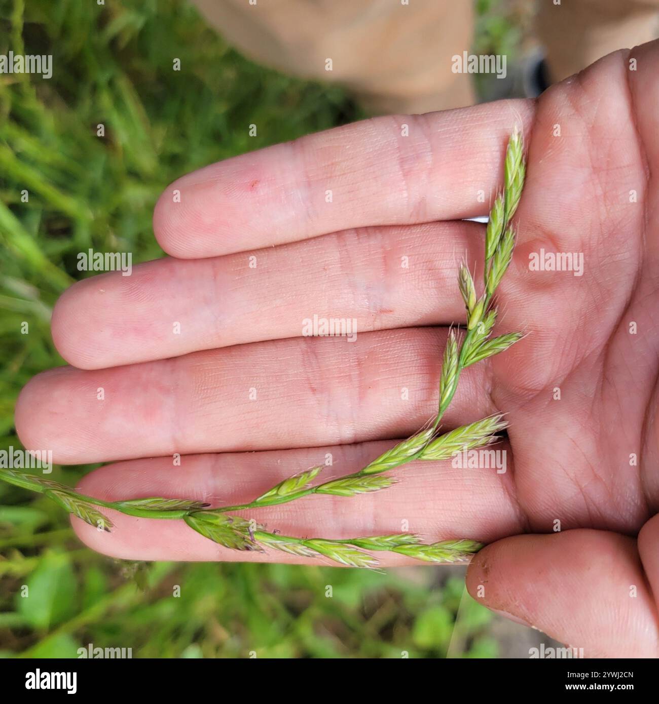 Italian Ryegrass (Lolium multiflorum Stock Photo - Alamy