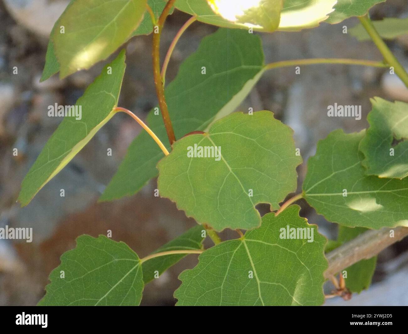 European aspen (Populus tremula Stock Photo - Alamy