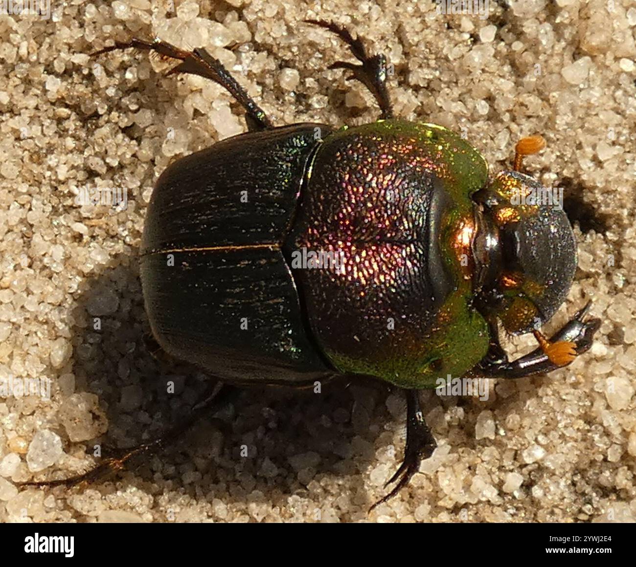 Rainbow Scarab (Phanaeus vindex Stock Photo - Alamy