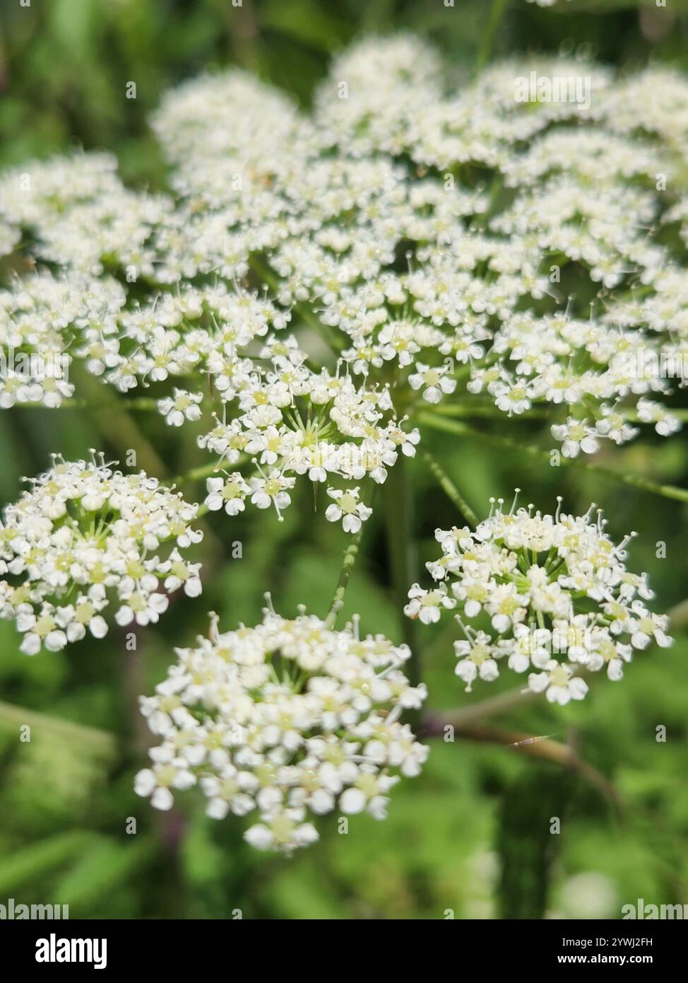 water hemlock (Cicuta maculata Stock Photo - Alamy