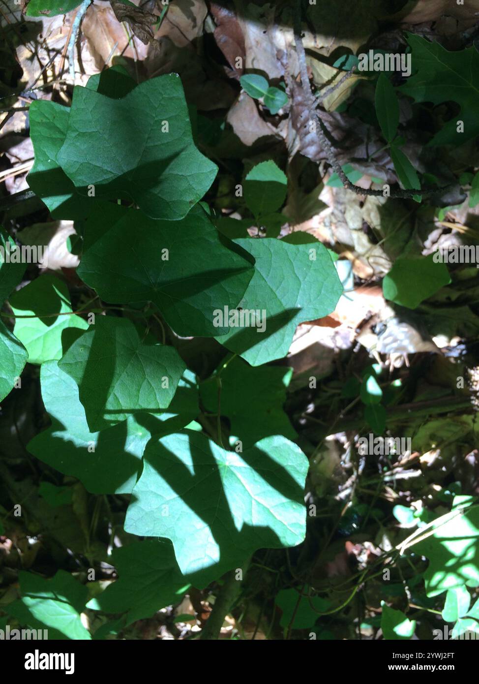 moonseed (Menispermum canadense Stock Photo - Alamy