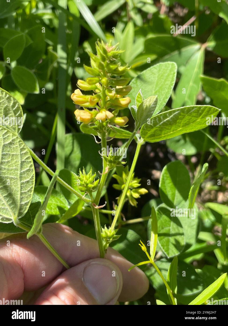 Twining Snoutbean (Rhynchosia tomentosa Stock Photo - Alamy