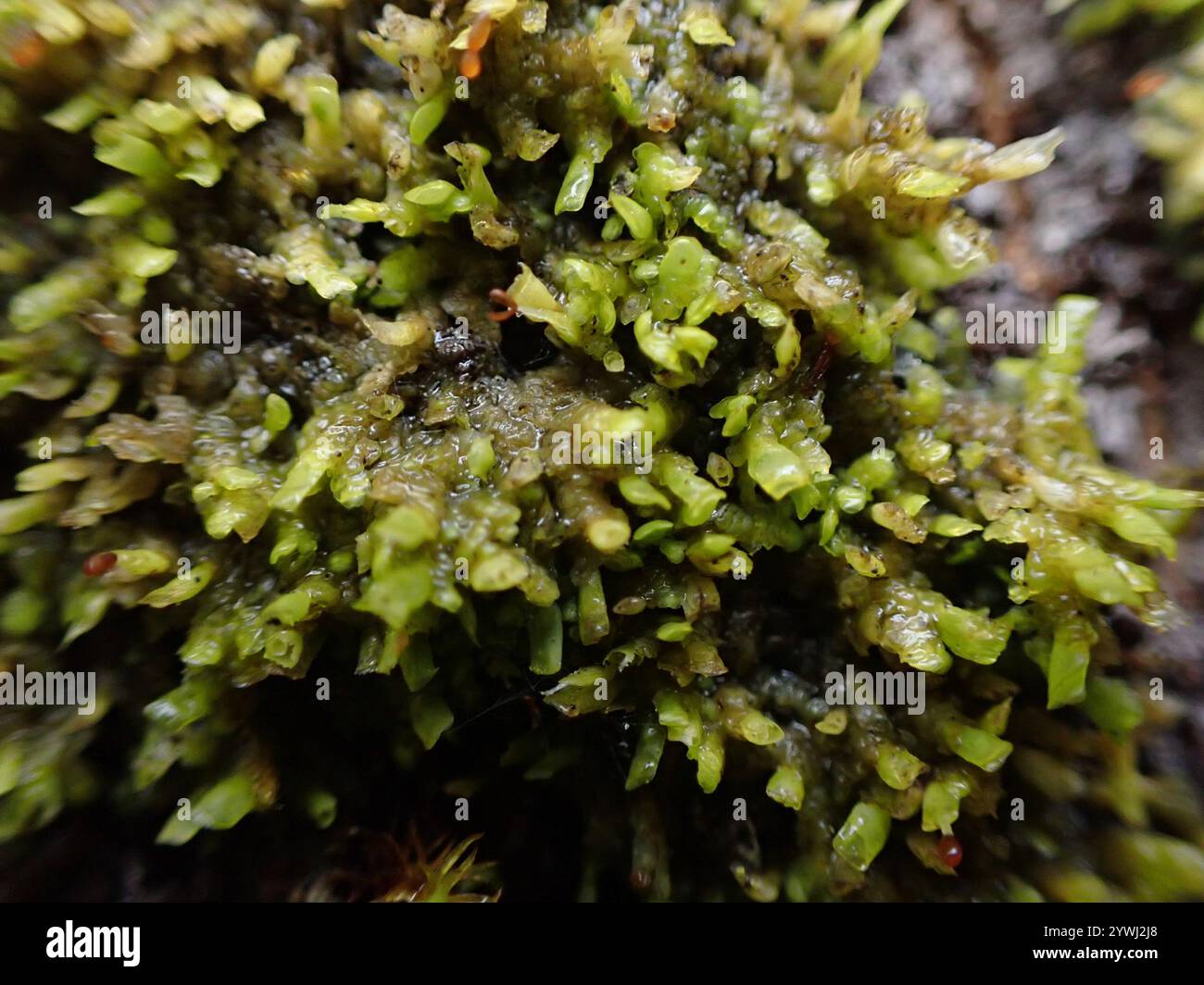 Radula complanata hi-res stock photography and images - Alamy