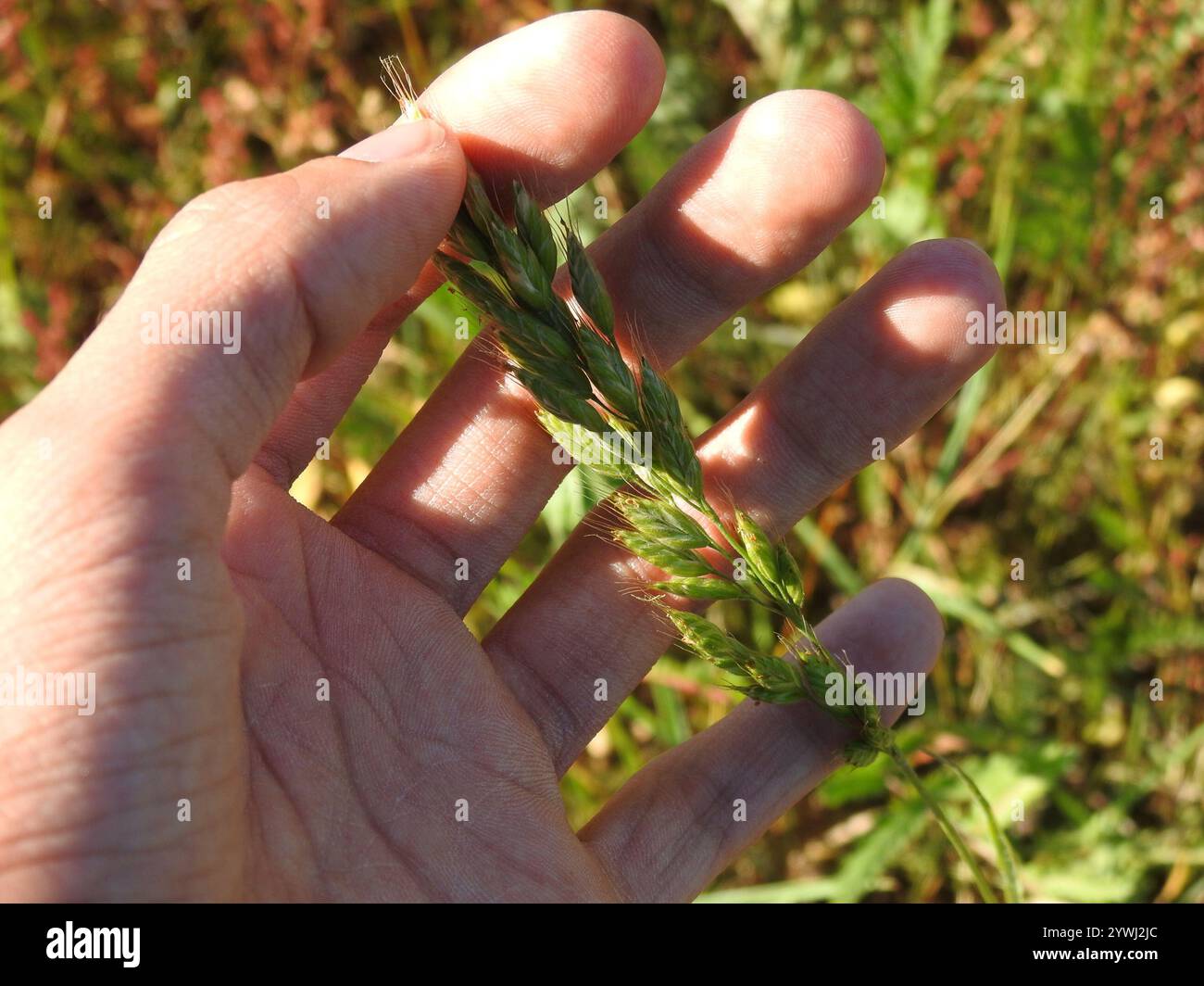 common soft brome (Bromus hordeaceus Stock Photo - Alamy