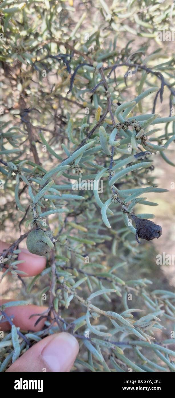 Jume (Suaeda divaricata Stock Photo - Alamy