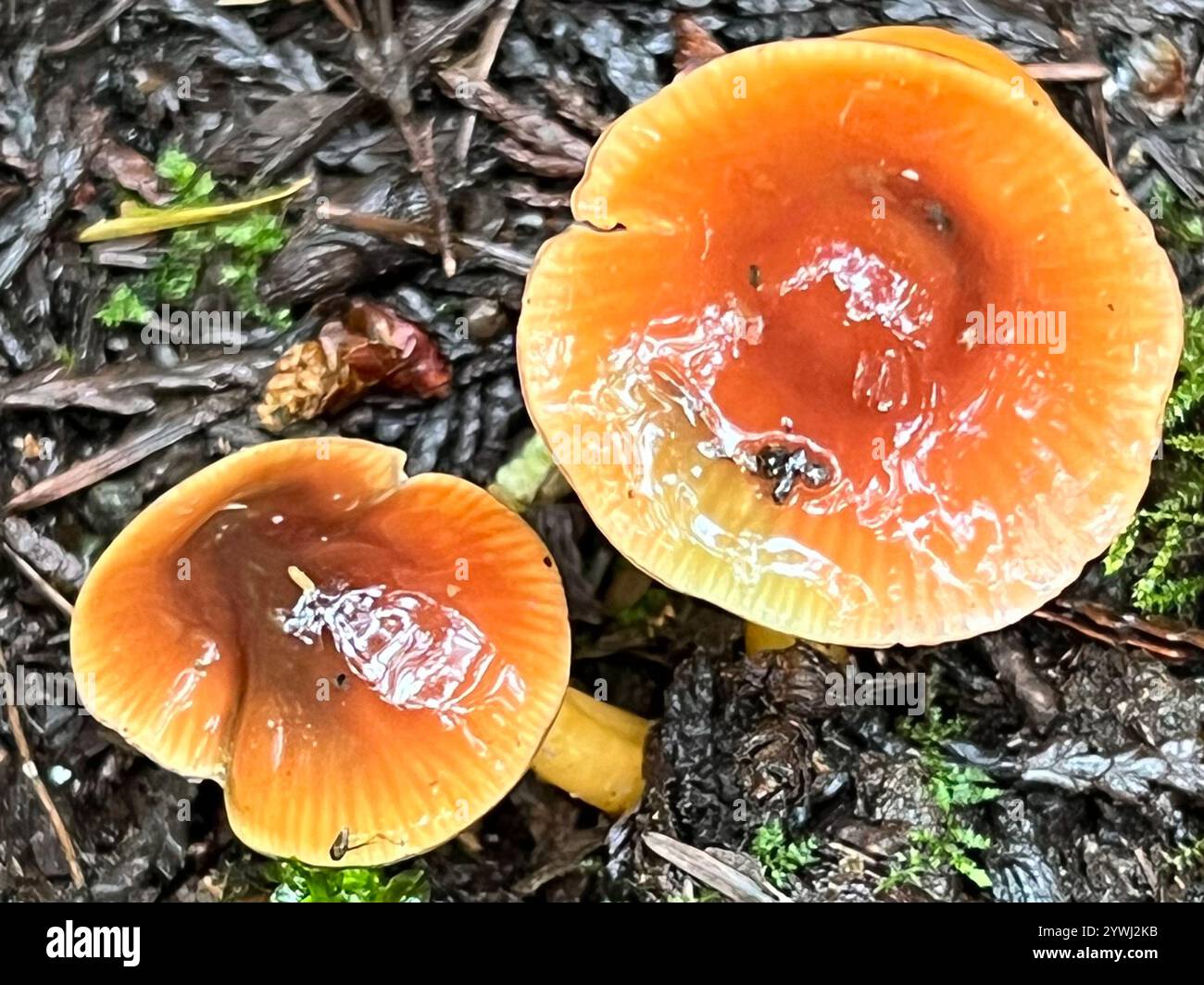 Parrot Mushroom (Gliophorus psittacinus Stock Photo - Alamy