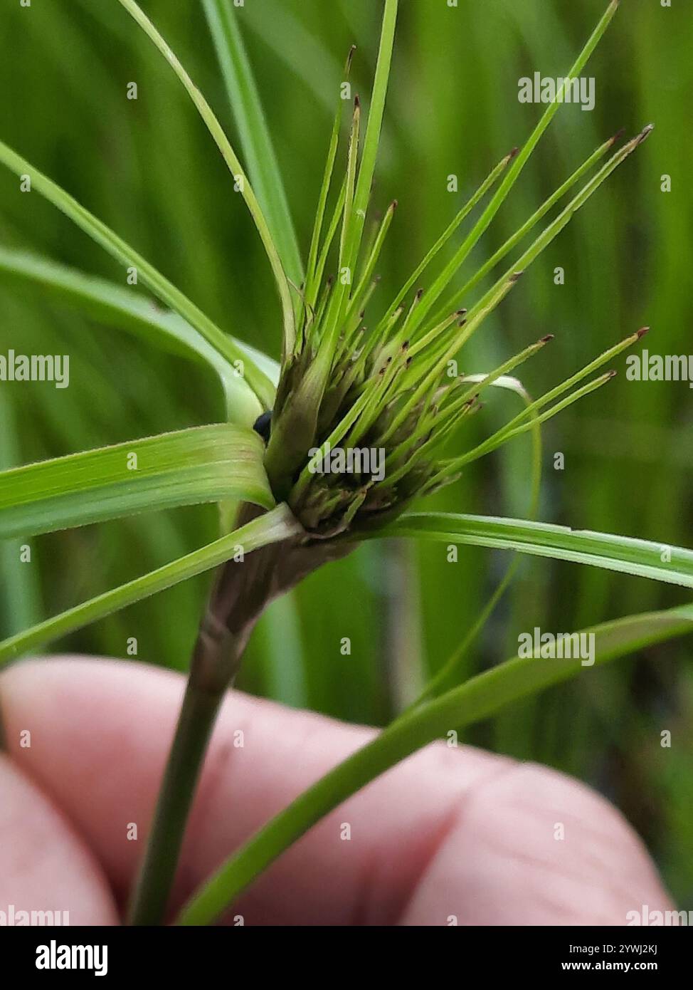 Tall Beakrush (Rhynchospora macrostachya Stock Photo - Alamy