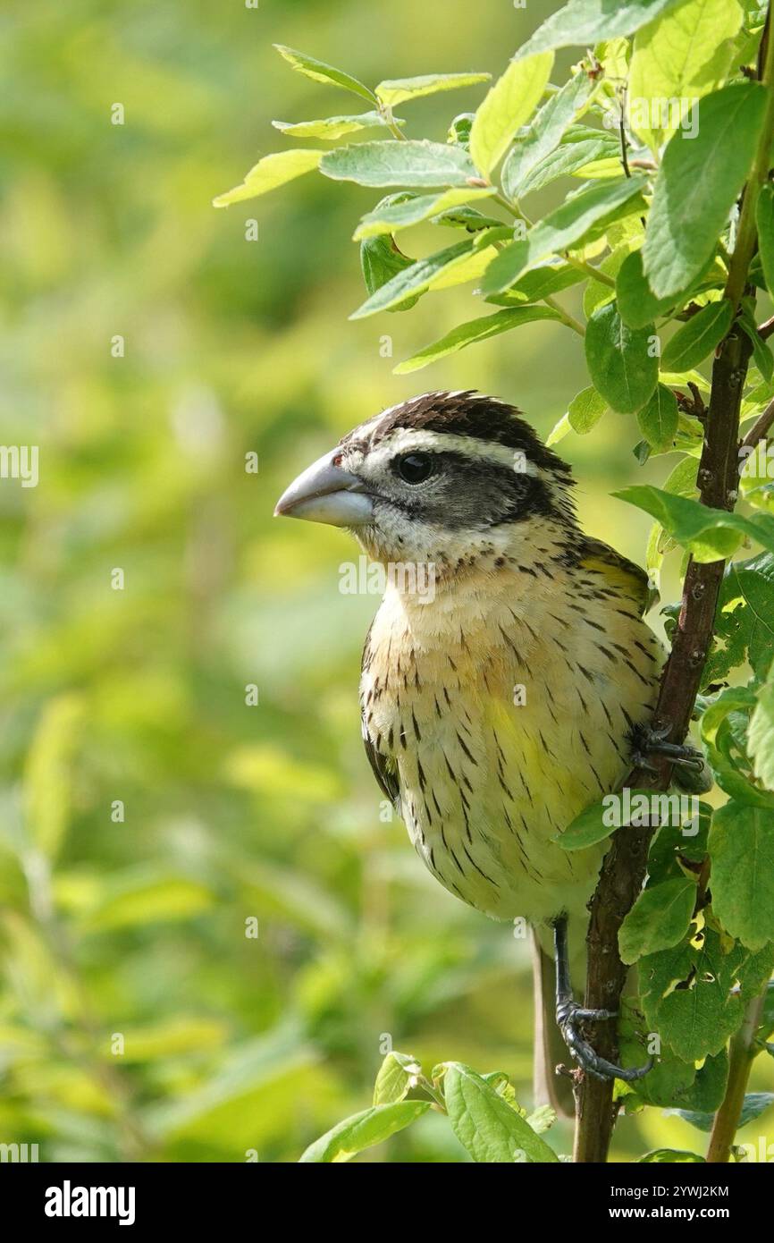 Black-headed Grosbeak (Pheucticus melanocephalus Stock Photo - Alamy