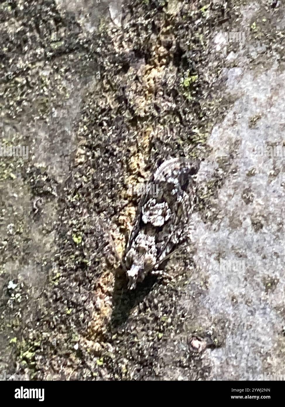 Griseana hi-res stock photography and images - Alamy