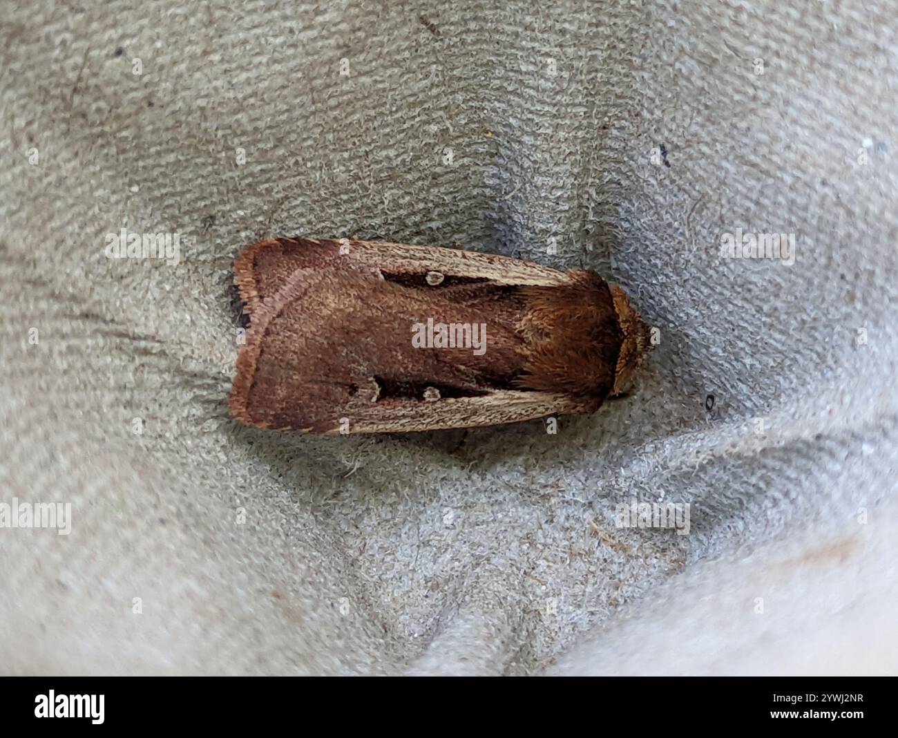 Flame Shoulder Moth (Ochropleura plecta Stock Photo - Alamy