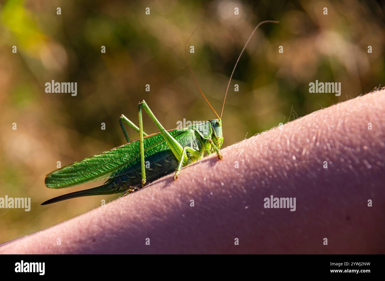 Grasshopper, a green bush-cricket crawls on a human arm Stock Photo - Alamy