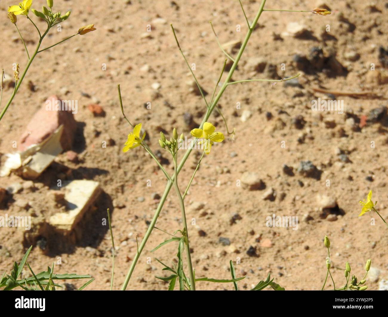 Perennial Wall-rocket (Diplotaxis tenuifolia Stock Photo - Alamy