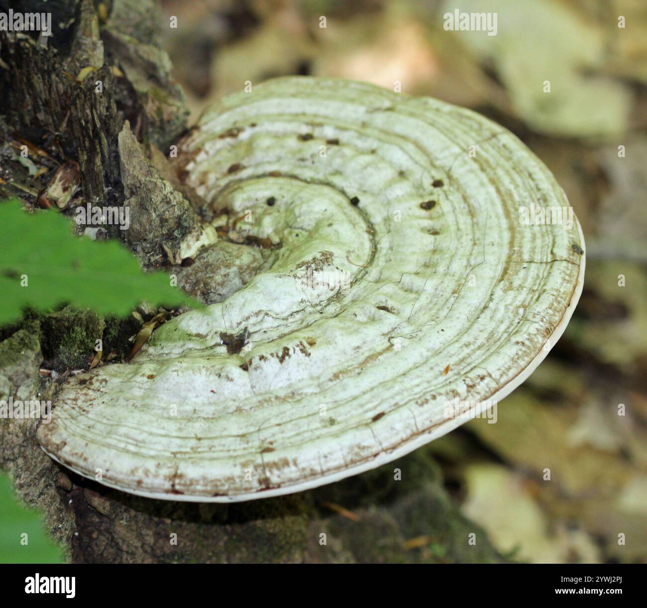 Megaloma hi-res stock photography and images - Alamy