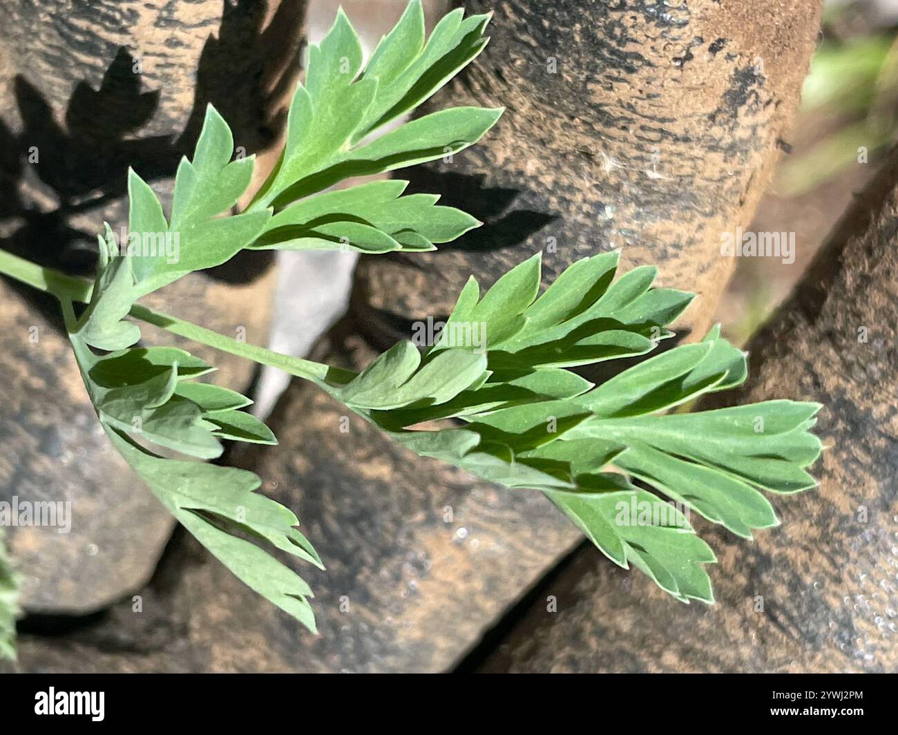 golden corydalis (Corydalis aurea Stock Photo - Alamy