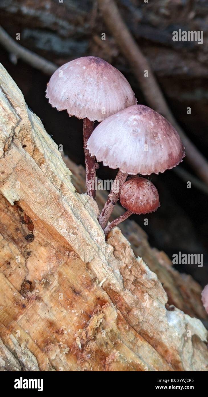 Bleeding Fairy Helmet (Mycena haematopus Stock Photo - Alamy