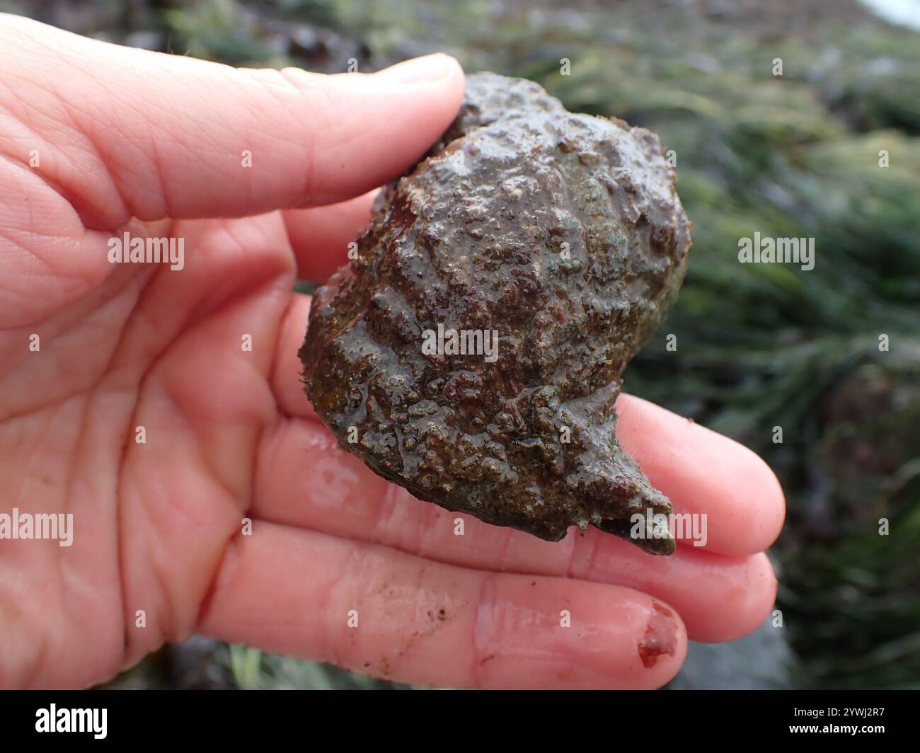 Oregon Hairy Triton Snail (Fusitriton oregonensis Stock Photo - Alamy