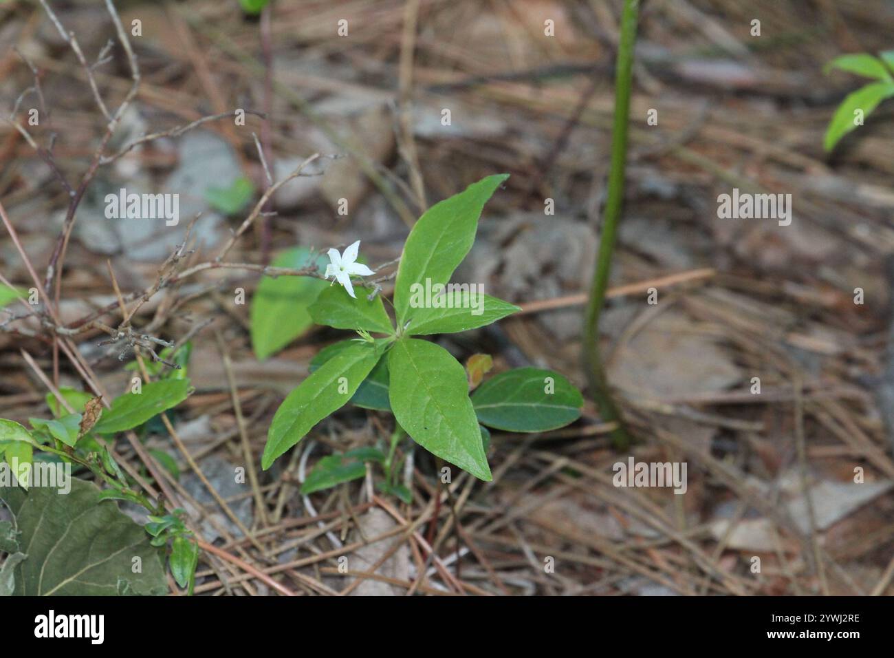 northern starflower (Lysimachia borealis Stock Photo - Alamy