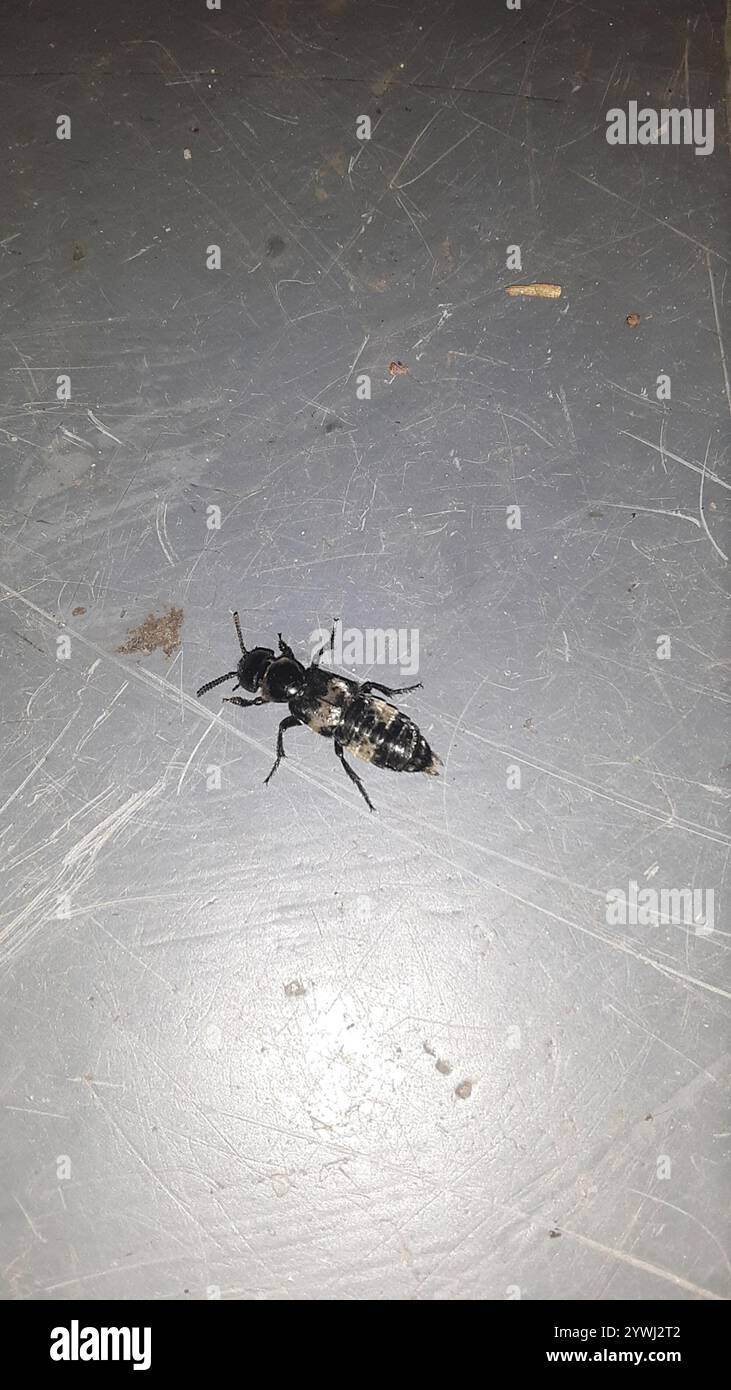 hairy rove beetle (Creophilus maxillosus Stock Photo - Alamy