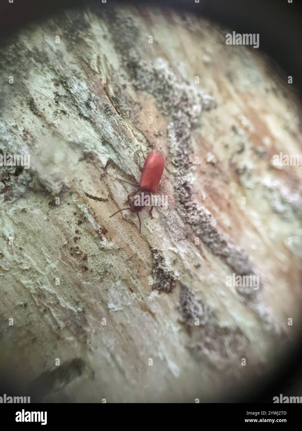 Zenodosus sanguineus hi-res stock photography and images - Alamy