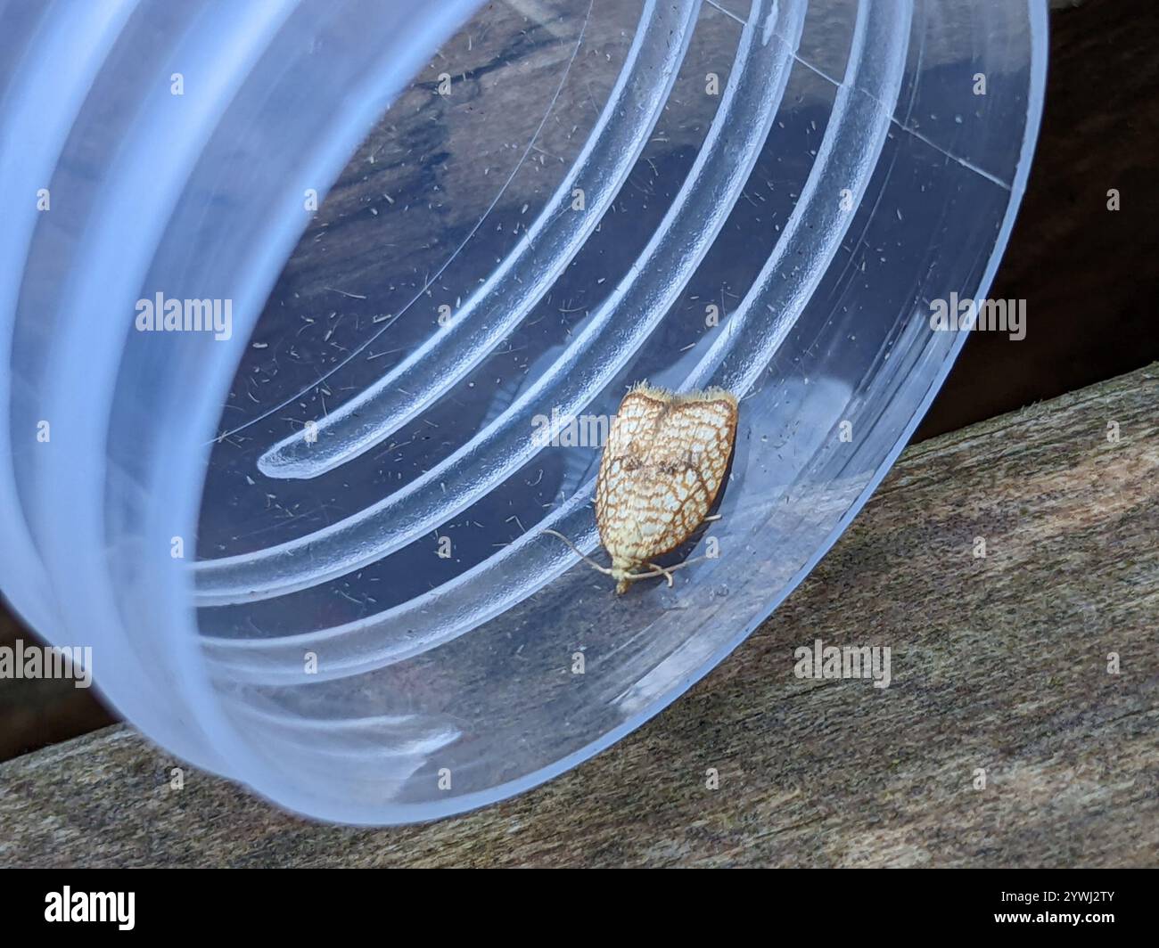 Maple Leaftier Moth (Acleris forsskaleana Stock Photo - Alamy
