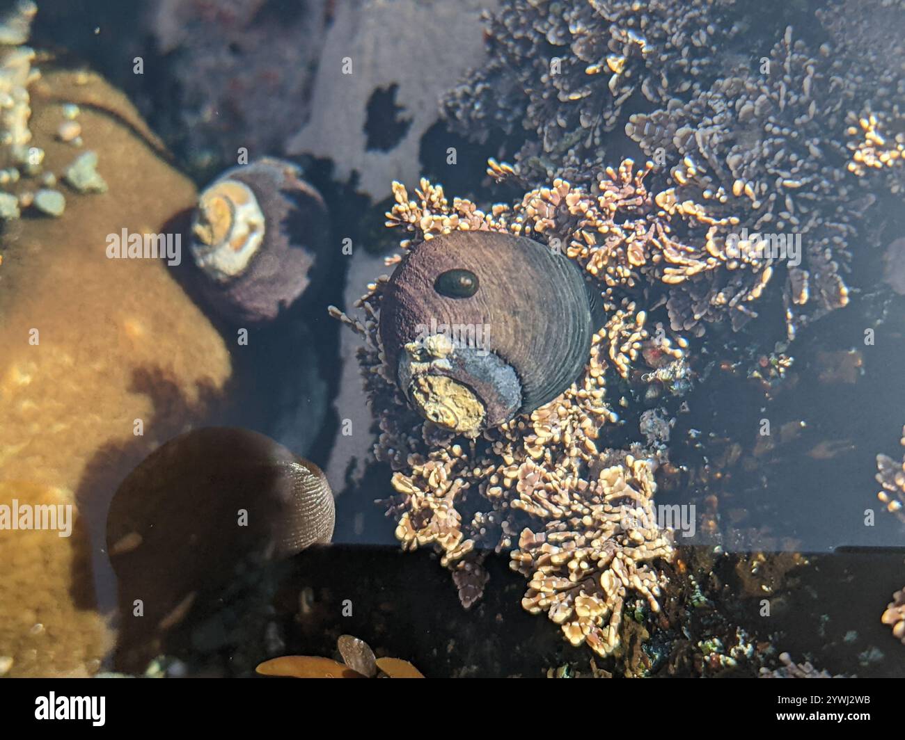 Black Tegula (Tegula funebralis Stock Photo - Alamy