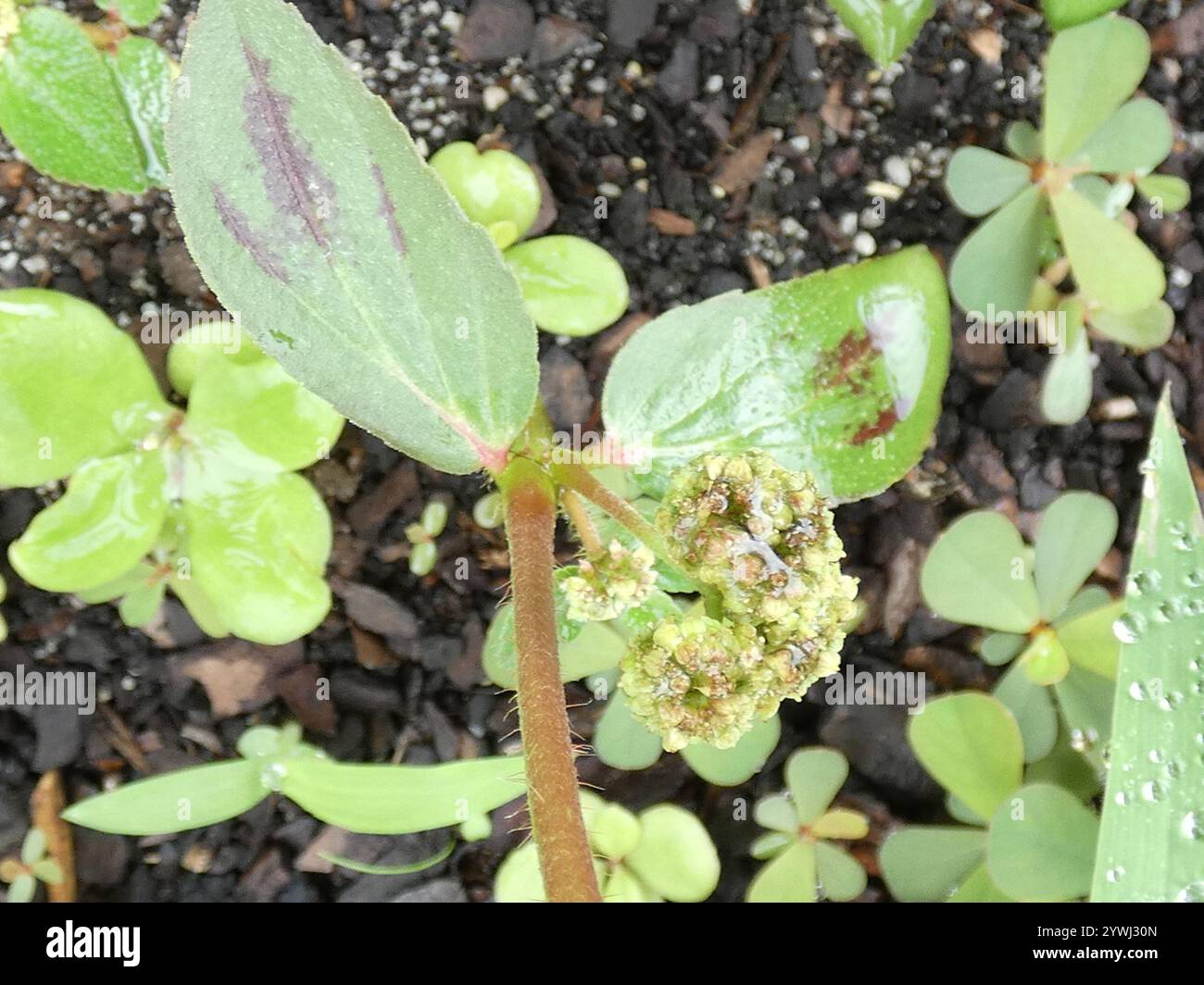 Asthma plant (Euphorbia hirta Stock Photo - Alamy