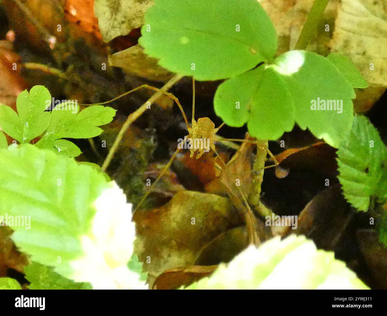 Spring Harvestman (Rilaena triangularis Stock Photo - Alamy