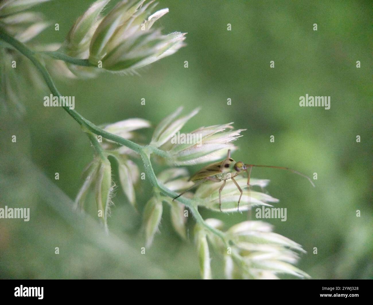 Two-spotted Grass Bug (Stenotus binotatus Stock Photo - Alamy