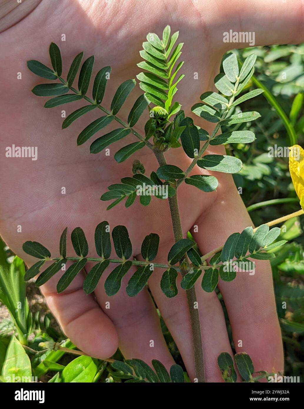 Jamaican feverplant (Tribulus cistoides Stock Photo - Alamy