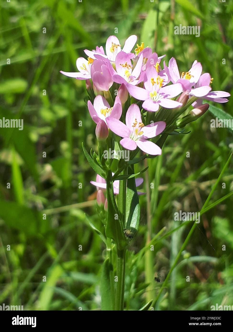 Common centaury (Centaurium erythraea Stock Photo - Alamy